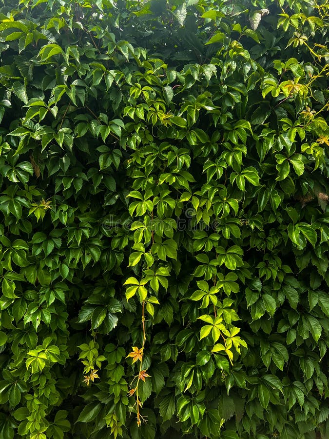 Wall of Beautiful Bright Green Grape Leaves Stock Photo - Image of ...