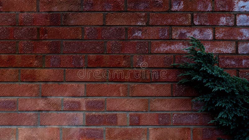 Wall Brick with Branches Pine Tree, Red Brown Grunge Stones Background ...
