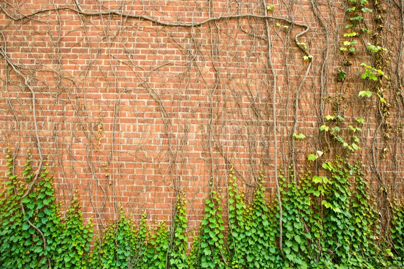 Wall Brick tree stock photo. Image of wooden, design - 32239296