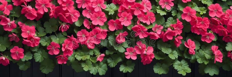 Wall of Bright Geranium Flowers Banner Ai Generated Stock Illustration ...