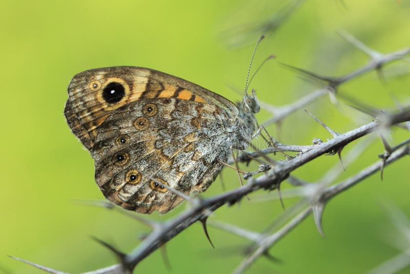 Wall brown butterfly stock photo. Image of europe, butterfly - 256543750