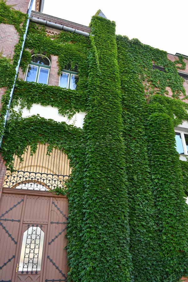 Building Covered with Climbing Plants in Autumn Stock Image - Image of ...