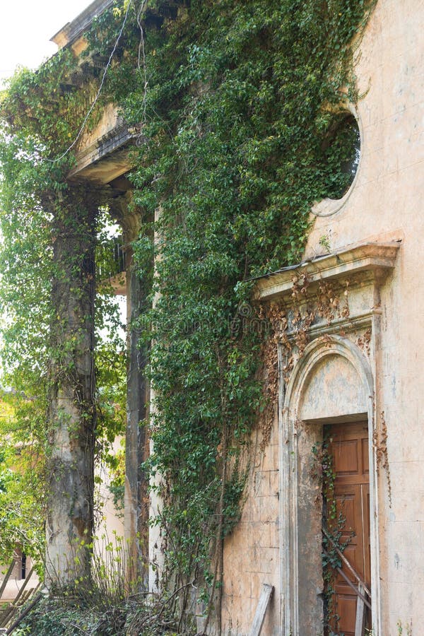 Wall of the Building is Covered with Greenery Stock Photo - Image of ...