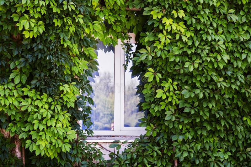 The Wall of a Building with Modern Plastic Windows is Covered with Wild ...