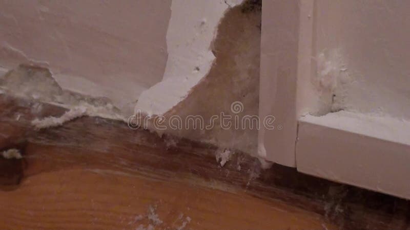Wall Burst with Mould Zoom Out 2 Stock Footage - Video of spore, damp ...