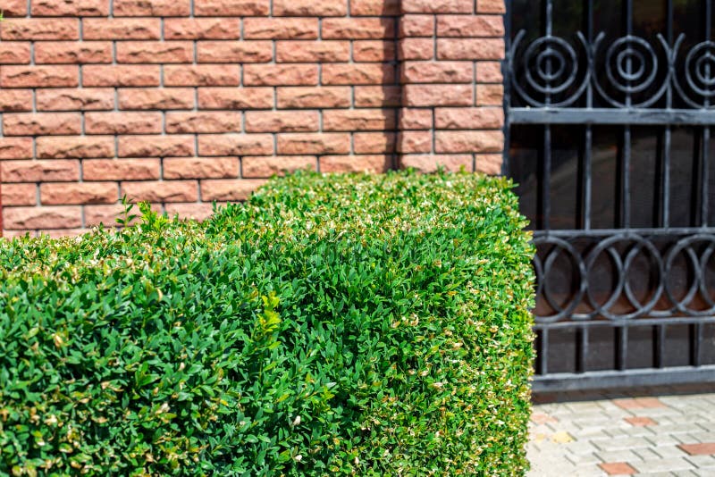 Wall and bush in park stock photo. Image of horizontal - 100684184