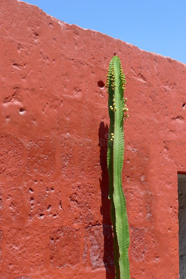 Wall and Cactus stock image. Image of curve, blue, cactus - 16857009
