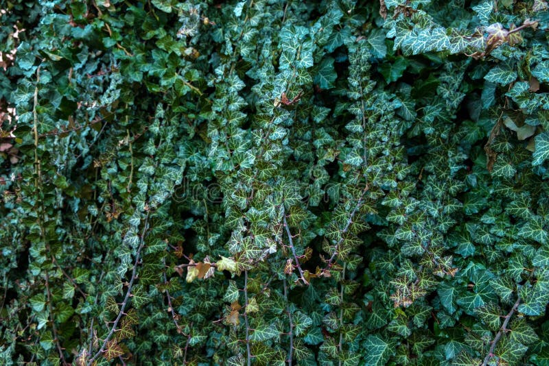10,737 Climber Plant Texture Stock Photos - Free & Royalty-Free Stock ...