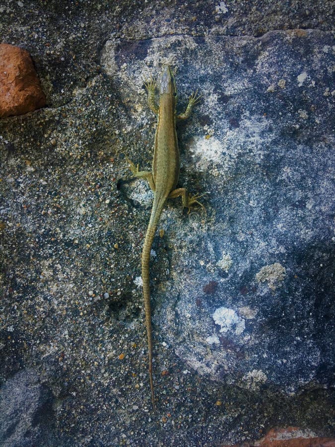 Wall climbing lizard stock image. Image of rock, climb - 94149771