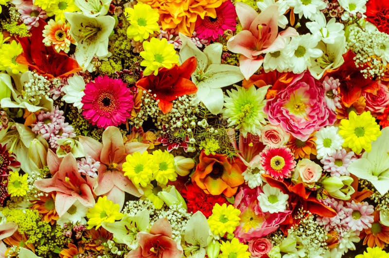 Wall of colorful flowers stock photo. Image of wall - 248045852