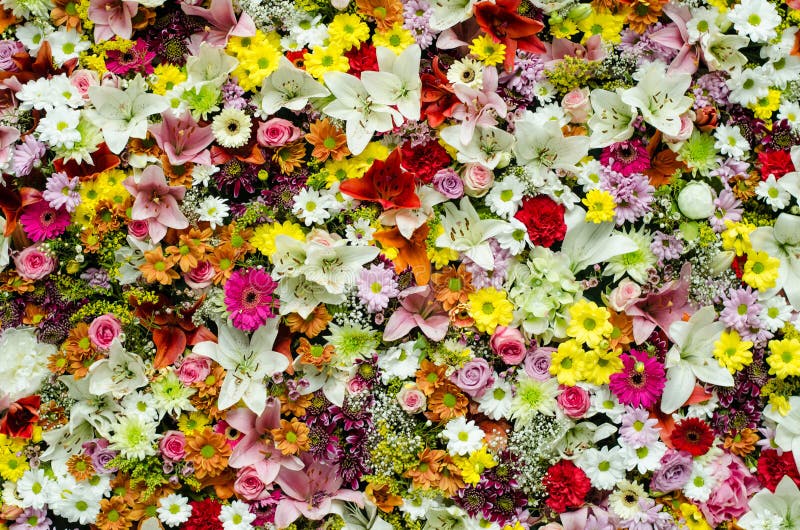 Wall of colorful flowers stock image. Image of plant - 248045901