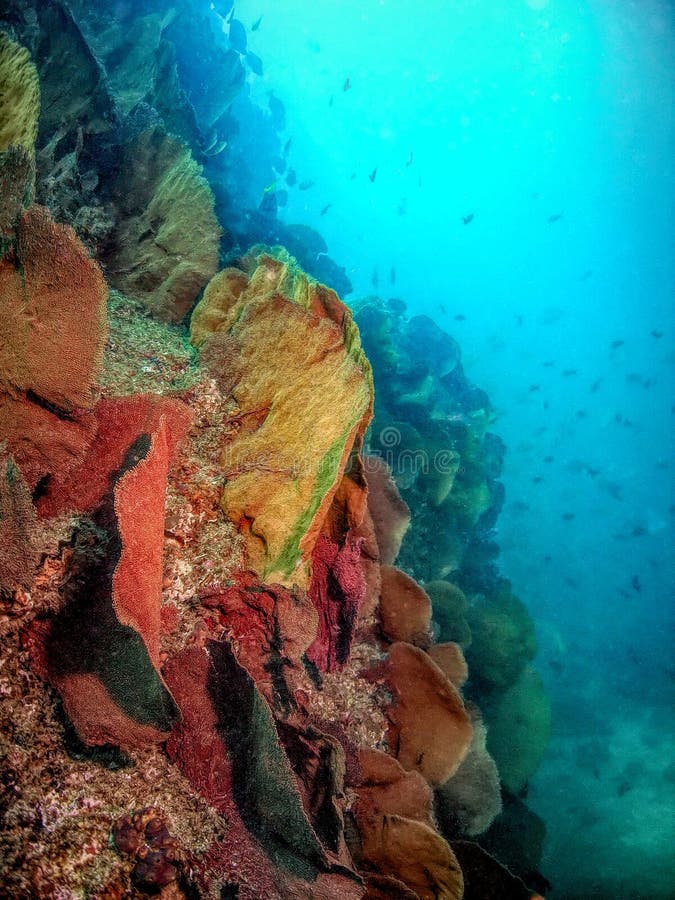 A Wall of Colorful Sea Fans in the Pacific Ocean Stock Photo - Image of ...