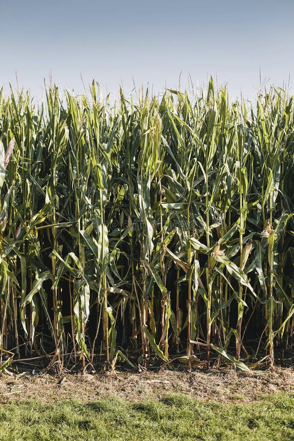 Dry Corn Stalks with Cobs,corn on the Stalk Dry Corn Stock Photo ...