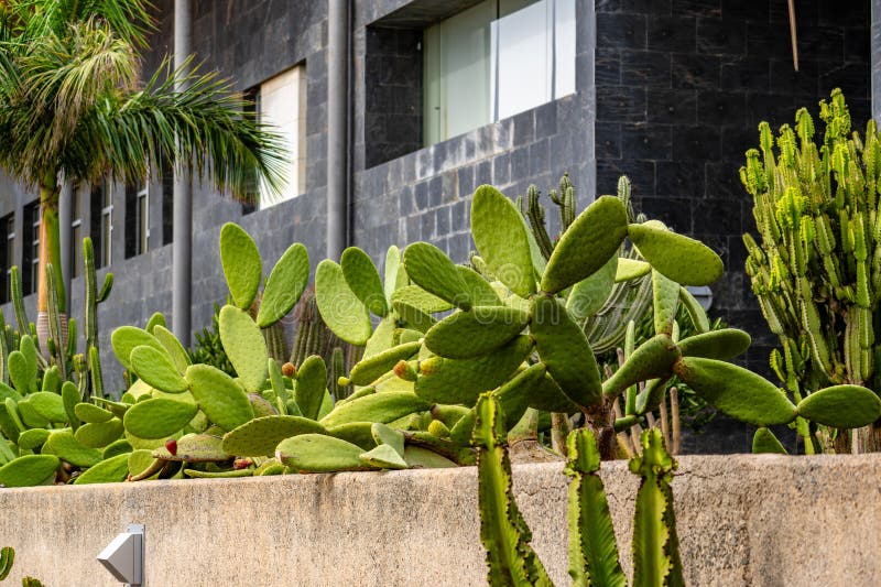A Wall Covered in Cactus Plants and a Building in the Background Stock ...