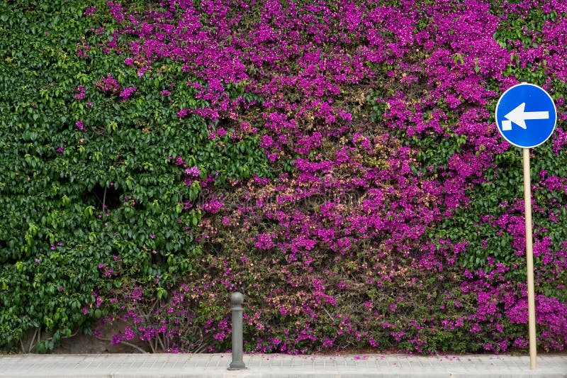 Wall Covered with Flowers and a Sign Indicating the Direction of Stock ...