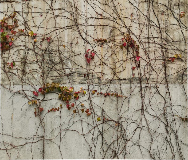 A Wall Covered with Flowers and Vines Stock Photo - Image of branch ...