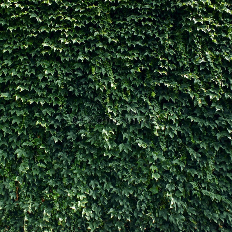 Wall Covered with Green Leaves, Ivy Leaves Pattern. Green Wall ...