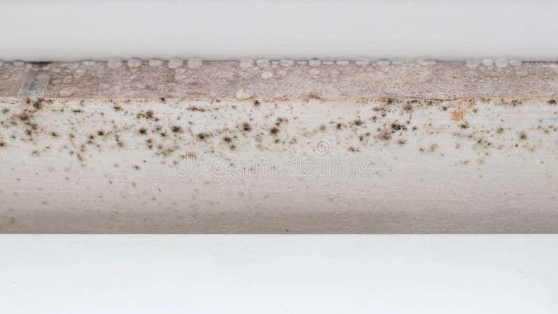 Wall Covered with Mold in a Bathroom with High Humidity Stock Photo ...