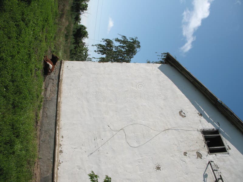 Wall and cow stock photo. Image of scheme, white, closeup - 40545036