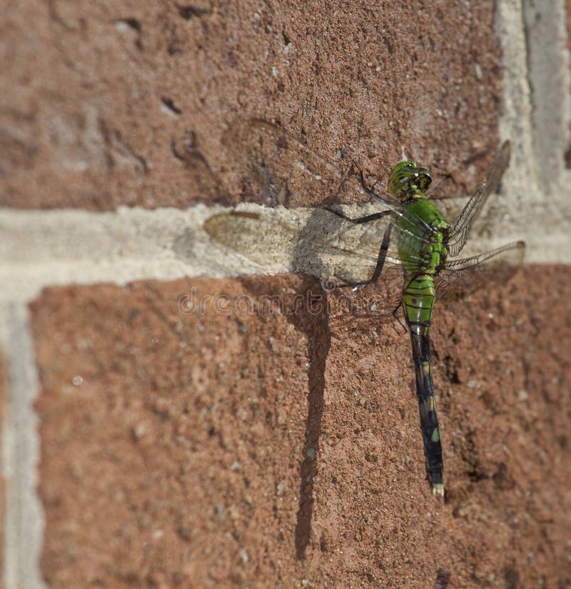 Wall crawler stock image. Image of insect, body, legs - 57380435