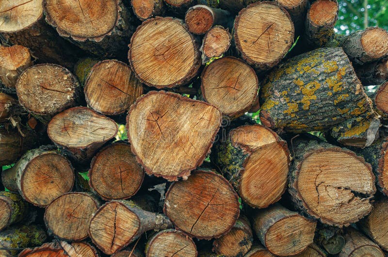 Wall of Cut Logs with Bark and Texture of Tree Rings. Background of ...