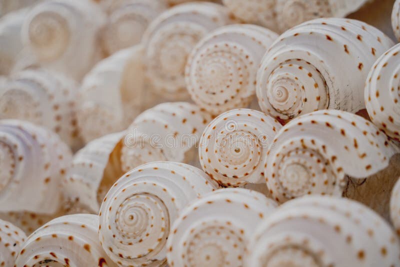 Wall Decorated with Scallop Shells in a Row Stock Image - Image of ...