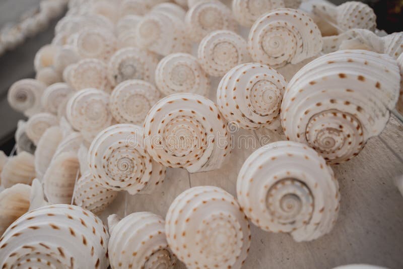 Wall Decorated with Scallop Shells in a Row Stock Image - Image of ...