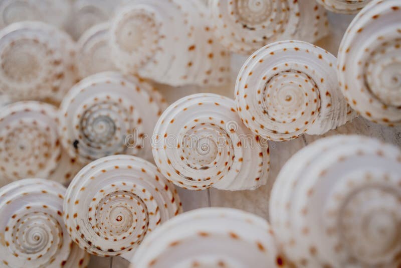 Wall Decorated with Scallop Shells in a Row Stock Photo - Image of ...