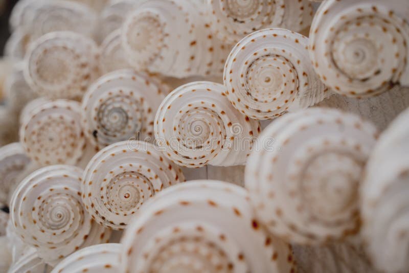 Wall Decorated with Scallop Shells in a Row Stock Image - Image of ...