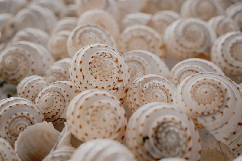 Wall Decorated with Scallop Shells in a Row Stock Image - Image of ...
