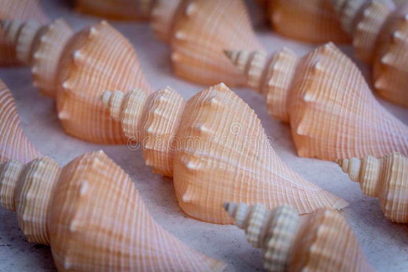 Wall Decorated with Scallop Shells in a Row. Stock Photo - Image of ...