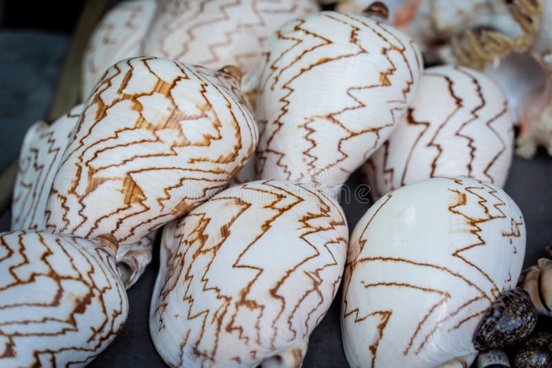 Wall Decorated with Scallop Shells in a Row. Stock Photo - Image of ...