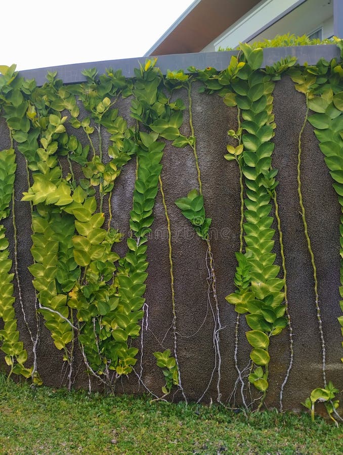 Wall Decore with Nature Plants. Stock Image - Image of forest, leaf ...