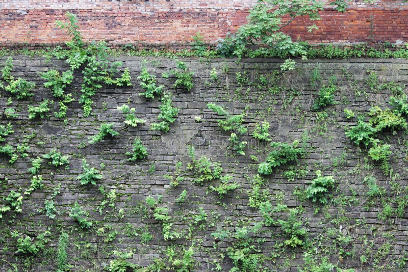 Wall Densely Overgrown with Green Plants Stock Photo - Image of plant ...