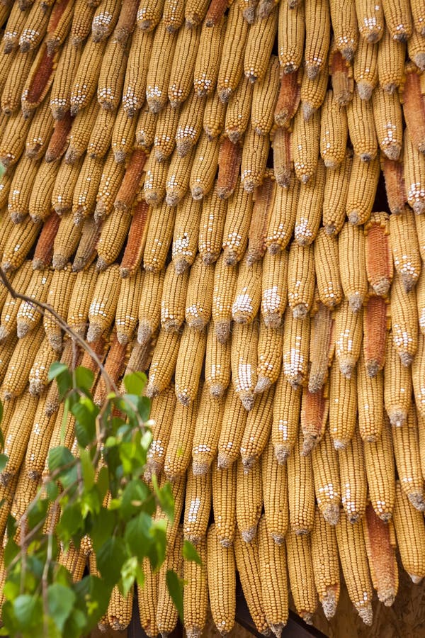 Wall Elements. Background Close-up of Corn Cobs Stock Image - Image of ...