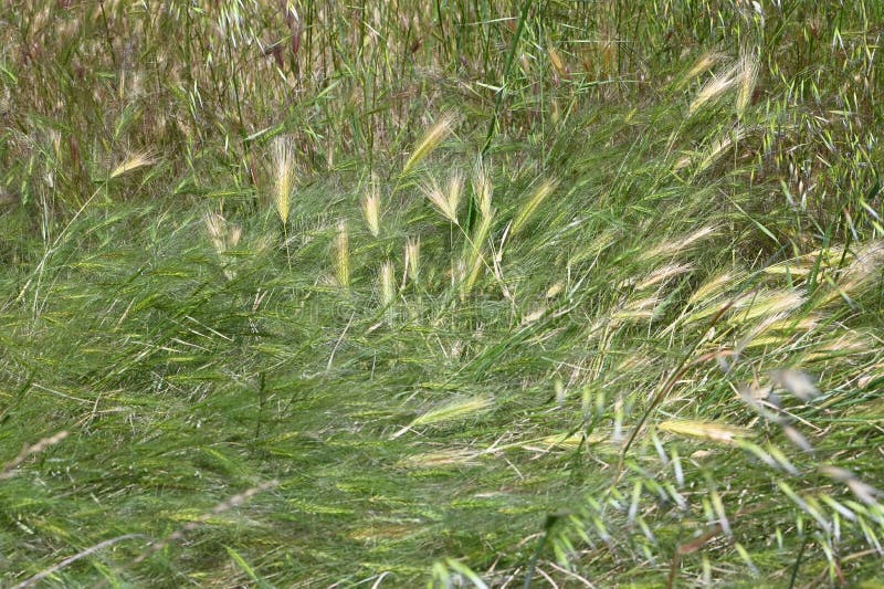 Wall or False Barley Hordeum Murinum 1 Stock Image - Image of weed ...