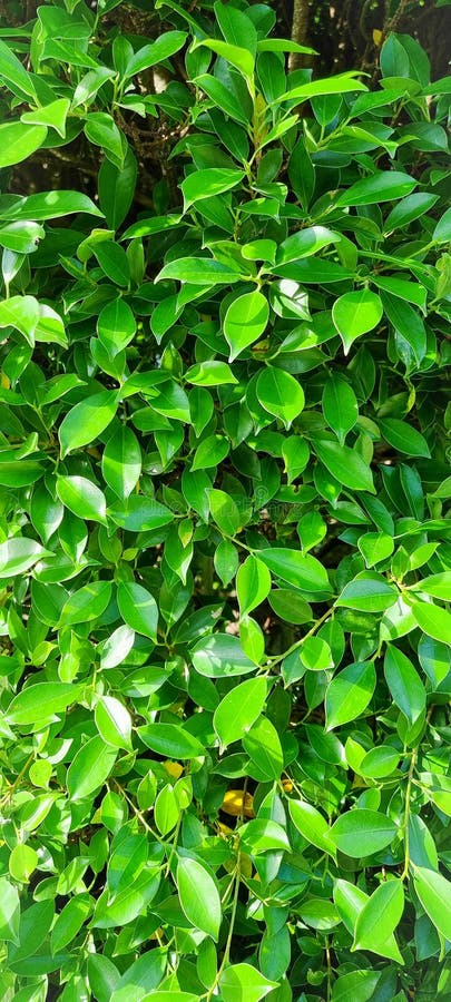 Wall of Figus leaves. stock photo. Image of fruit, blossom - 233696740
