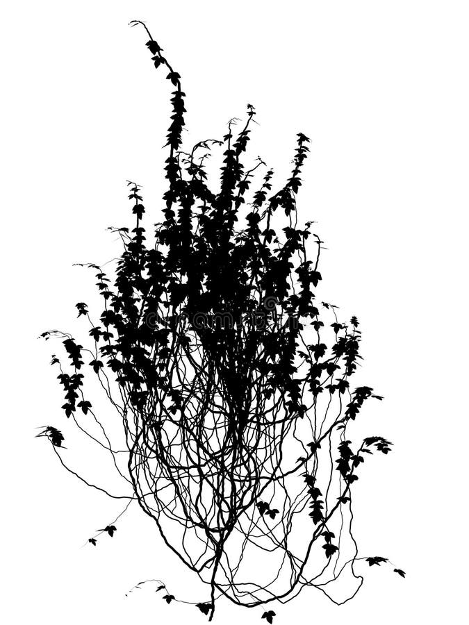 Wall Flower Creep Silhouette Outline Ivy Hedera Stock Illustration ...