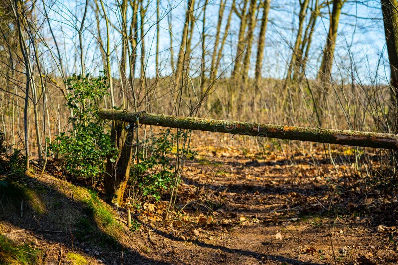 A Wall in the Foreground with Trees, Leaves and Moss in the Background ...