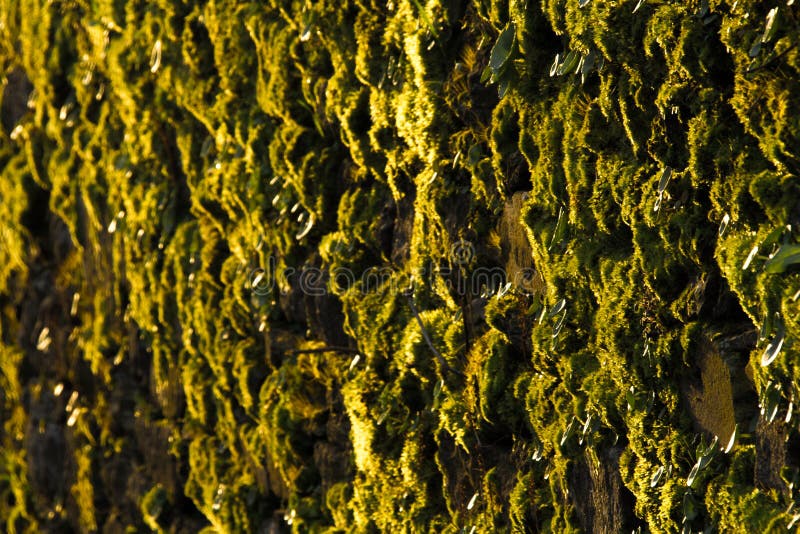 Wall Full of Green Moss Reflected and Iluminated by the Sun Stock Image ...