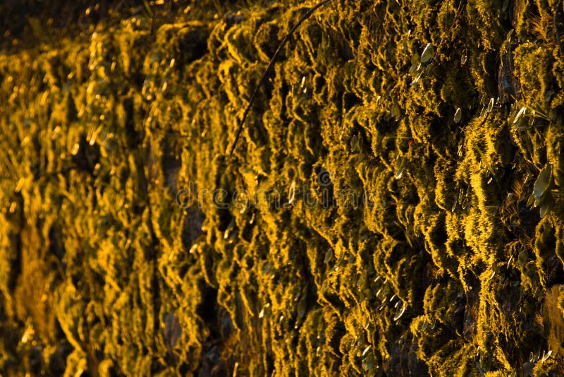 Wall Full of Green Moss Reflected and Iluminated by the Sun Stock Photo ...