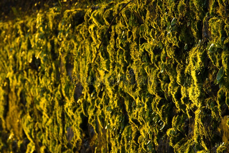 Wall Full of Green Moss Reflected and Iluminated by the Sun Stock Image ...