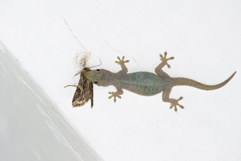 Wall gecko stock image. Image of hunting, predation, wildlife - 39579799