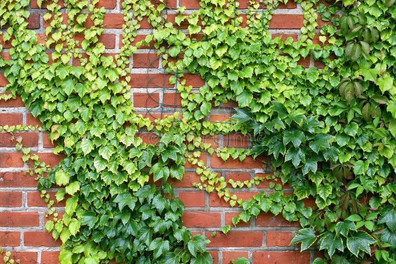 Wall with the grapes stock photo. Image of grapes, botany - 3368260