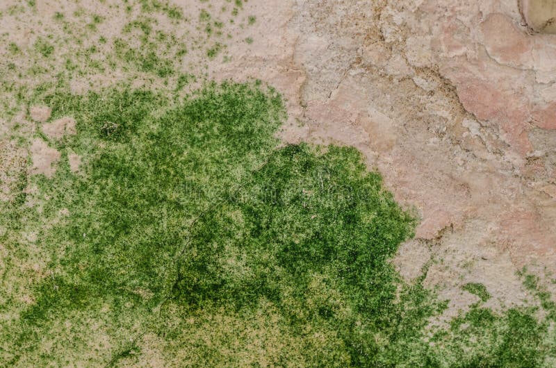 Wall with green mold stock image. Image of historical - 105007335
