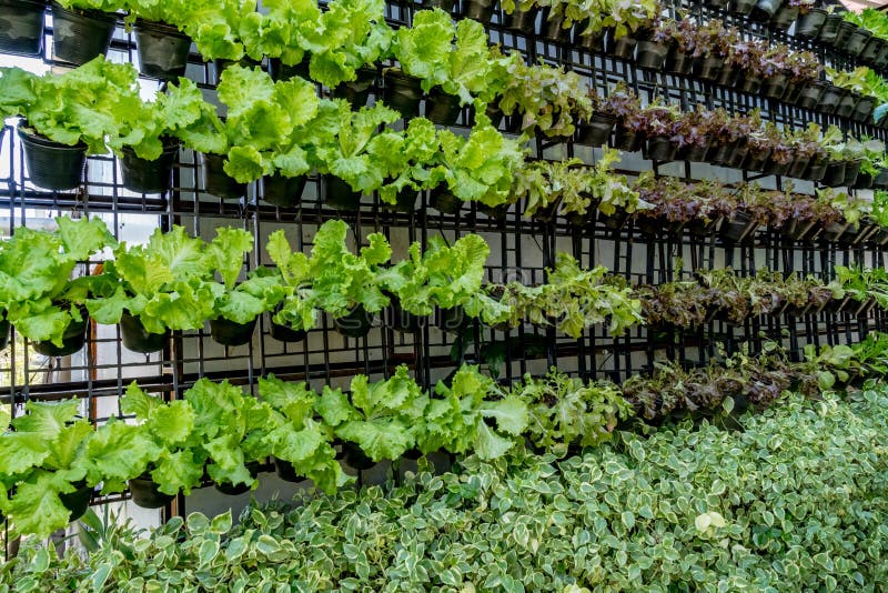 Wall of vegetables stock photo. Image of celery, displaying - 30977202