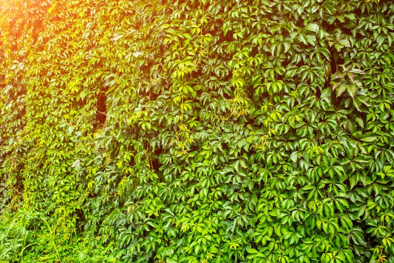 Wall with Greenery. Natural Background Texture Sun Shining Stock Image ...