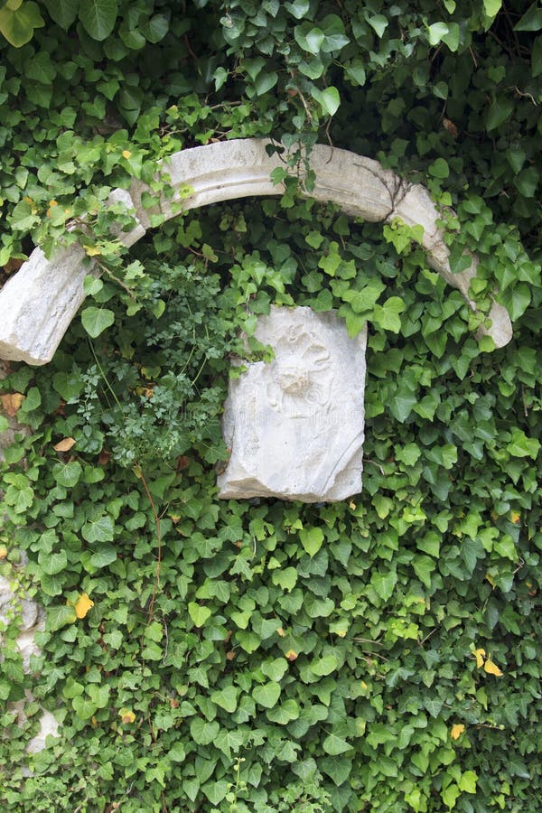 Wall Hidden Under a Winding Ivy with an Ancient Stone Figure Stock ...
