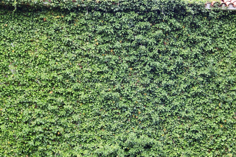 Wall Hidden Under a Winding Ivy with an Ancient Stones Stock Photo ...
