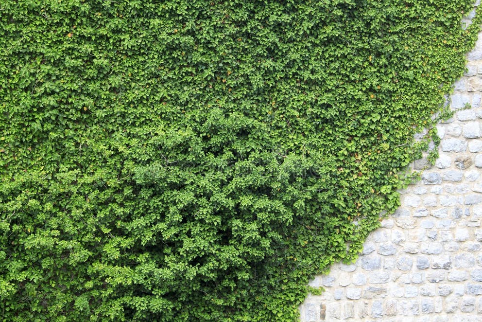 Wall Hidden Under a Winding Ivy with an Ancient Stones Stock Photo ...